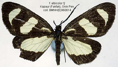 Papua Insects Foundation (Lepidoptera/Geometridae(Ennominae)/Ctimene ...
